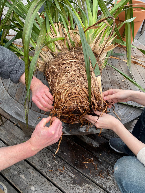 New Life for Suzuki Roshi’s Orchids | Sangha News Journal